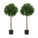 Aeron 49" Artificial Topiary Bay Tree Ball with Black Plastic Pot - 2p ...