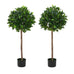 Aeron 49" Artificial Topiary Bay Tree Ball with Black Plastic Pot - 2p ...